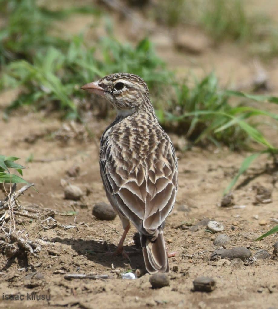 Wild Birding | Wild Tanzania: Endemics Birding Tour