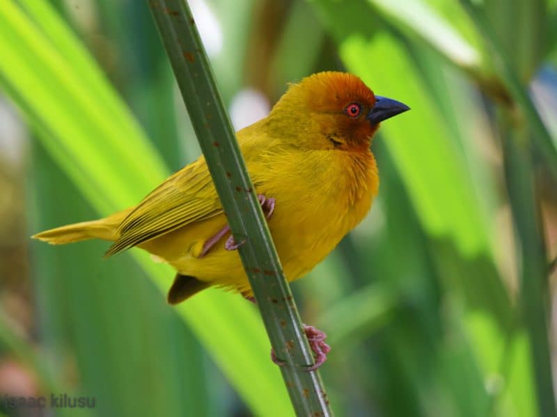 Wild Birding | Wild Tanzania: Endemics Birding Tour