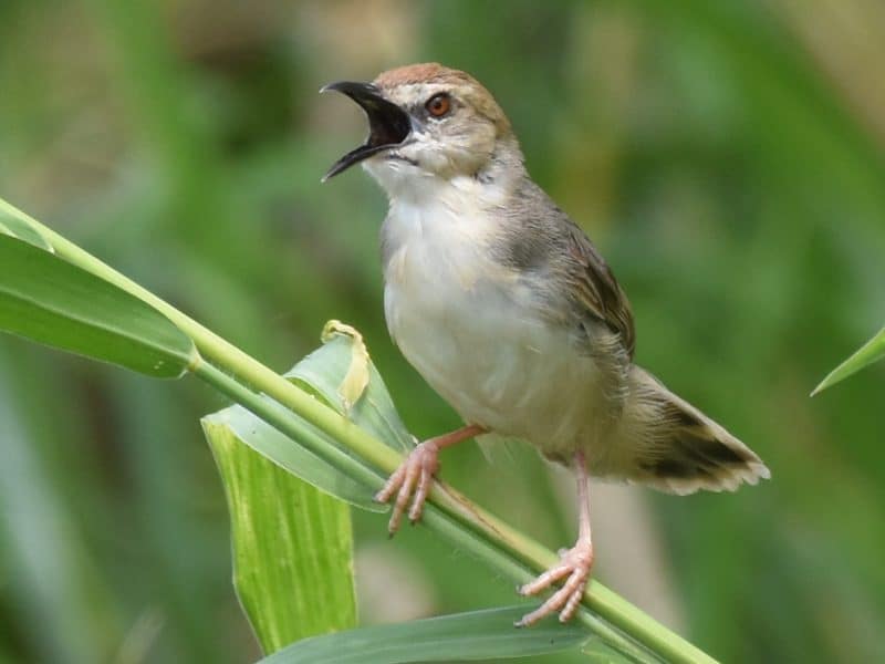 Wild Birding | Wild Tanzania: Endemics Birding Tour