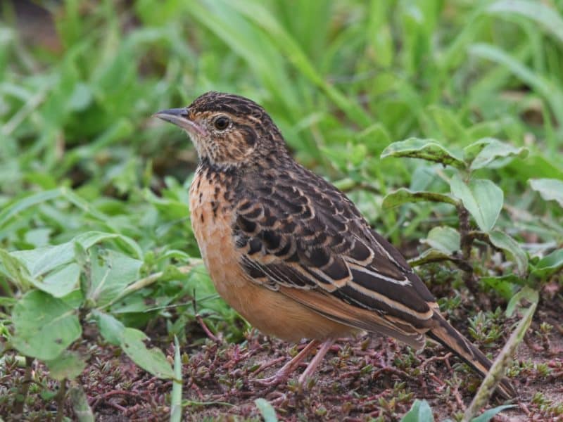 Wild Birding | Wild Tanzania: Endemics Birding Tour