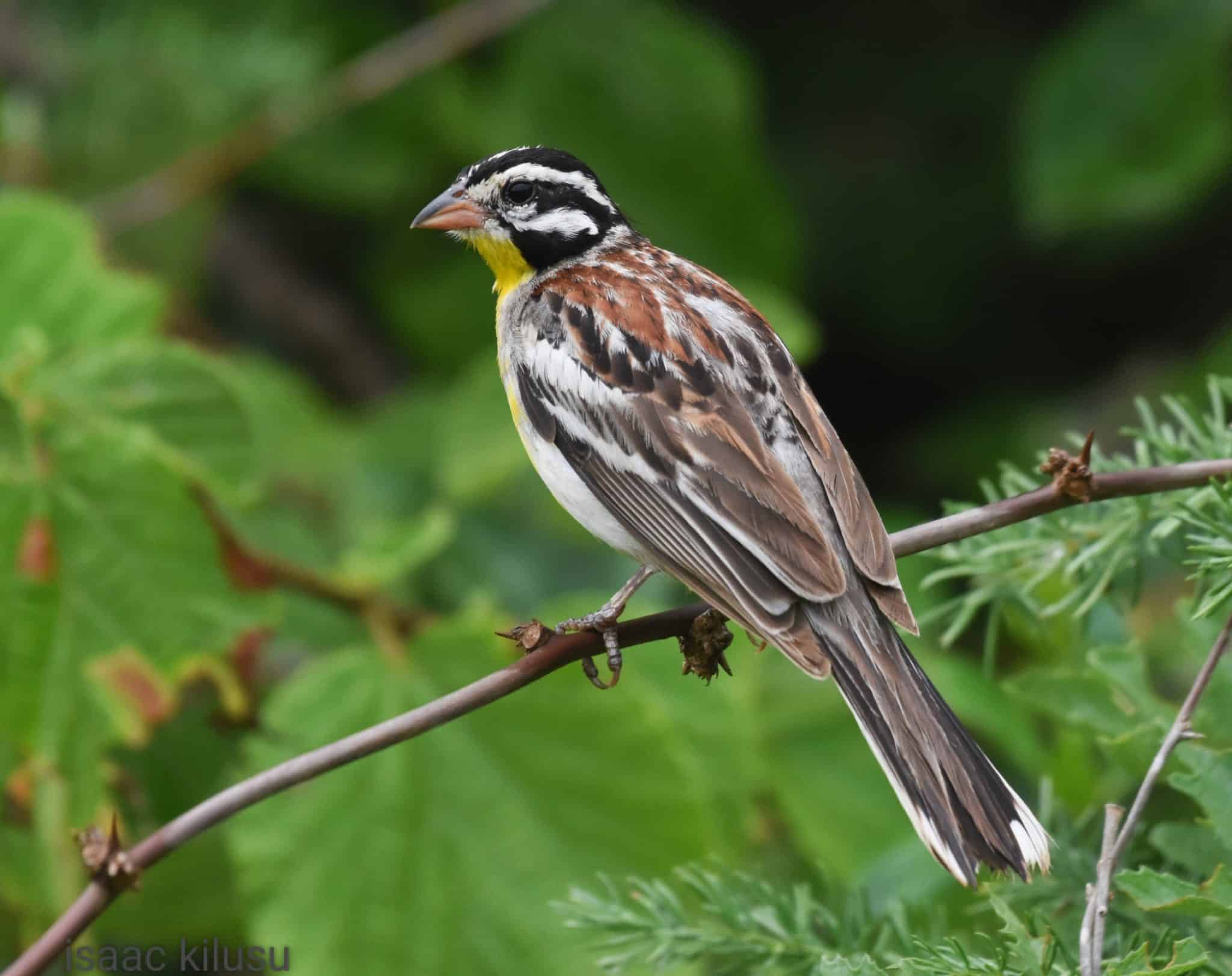 Wild Birding | Wild Tanzania: Endemics Birding Tour