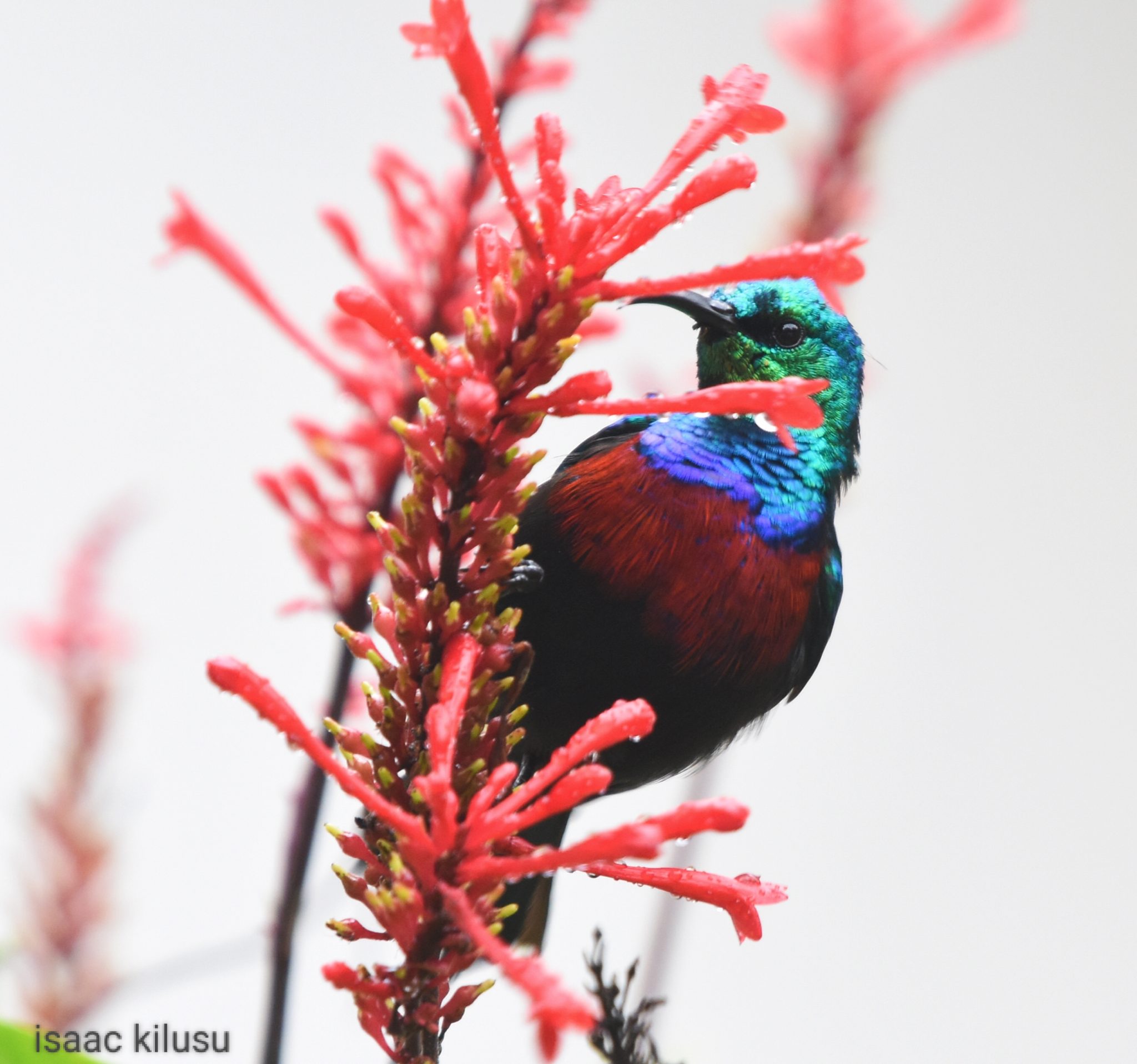 Wild Birding | Wild Kenya: Endemics Birding Tour
