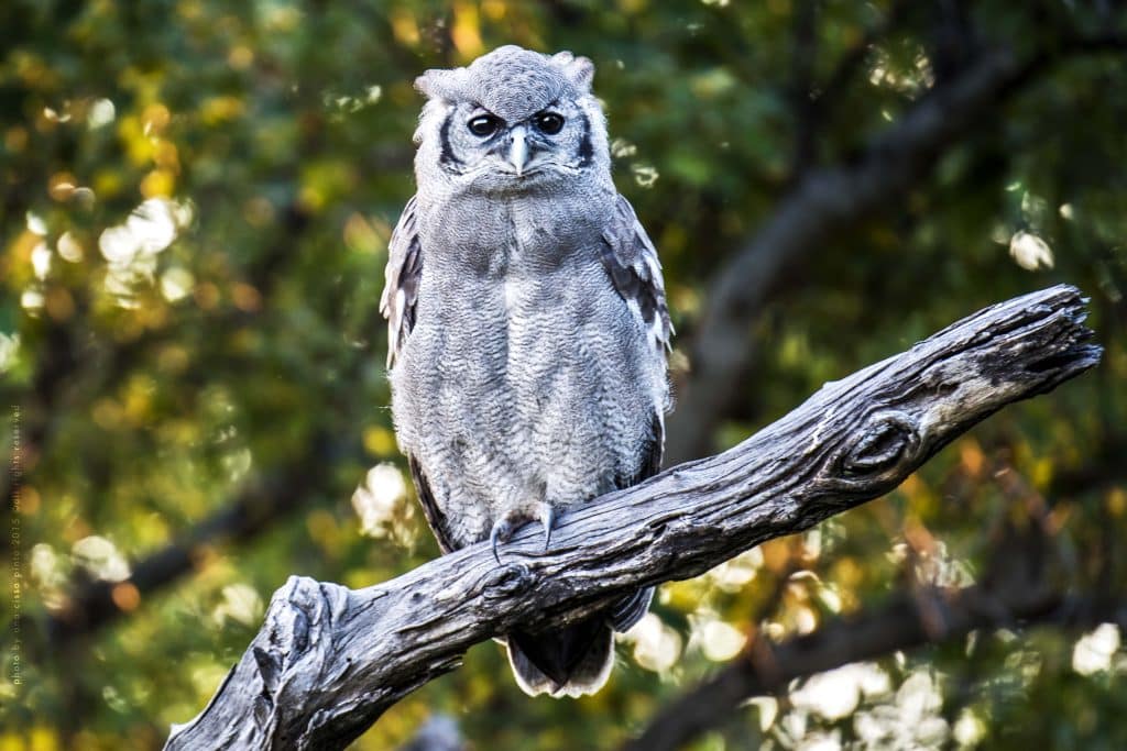 Wild Birding | Wild Botswana: Bountiful Birds & Mammals