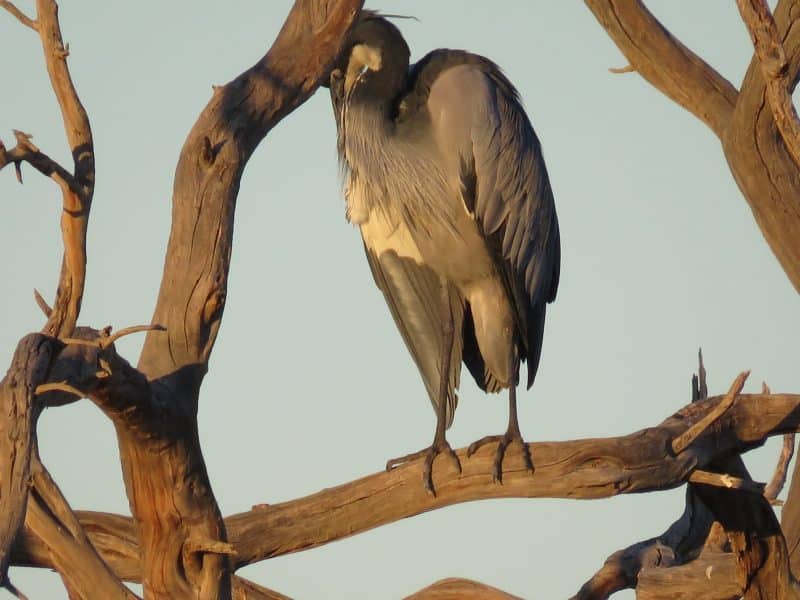 Wild Birding | Wild Namibia: Birds, Dunes & Desert Wonders