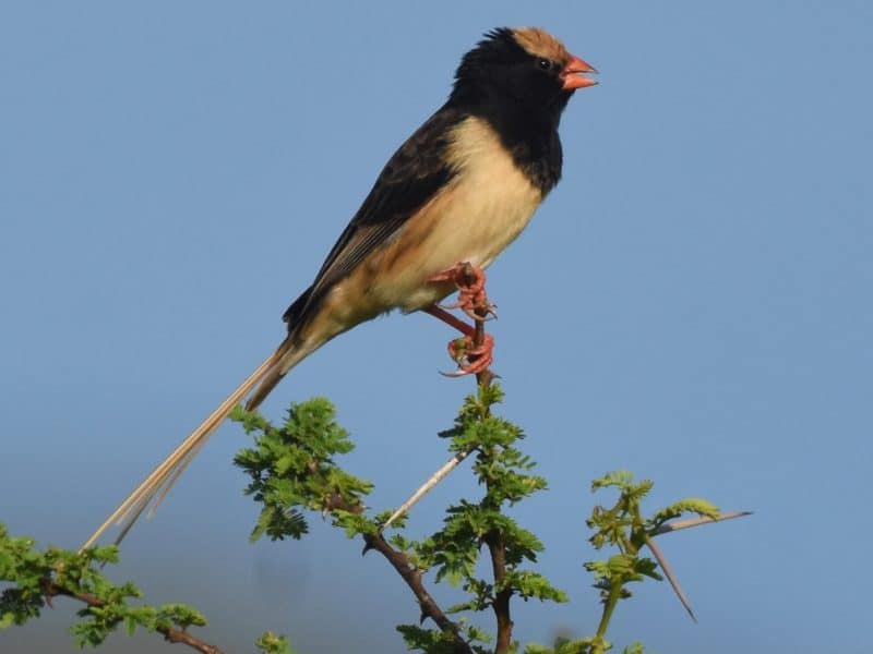 Wild Birding | Wild Tanzania: Northern Birding Circuit