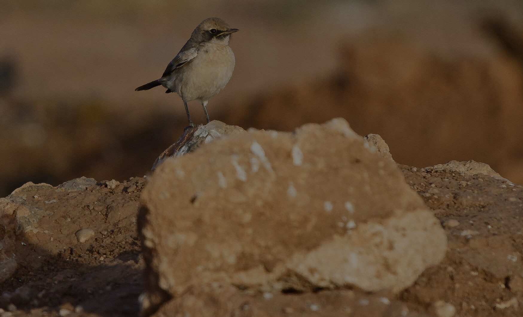 Wild Birding | Morocco Birding Tours