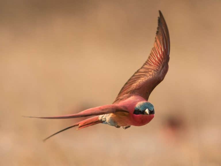 Wild Birding | The Flight of the Southern Carmine Bee-Eaters: A ...