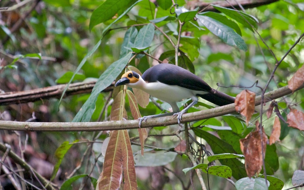 Wild Birding | Ghana Birding Tours